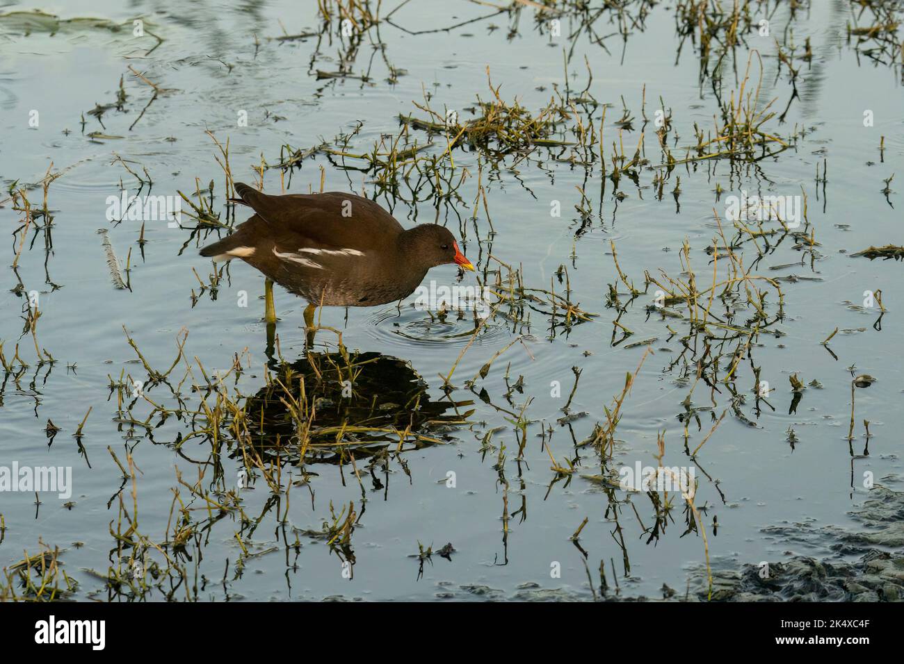 A common moorhen foraging for food in shallow water at dawn Stock Photo ...