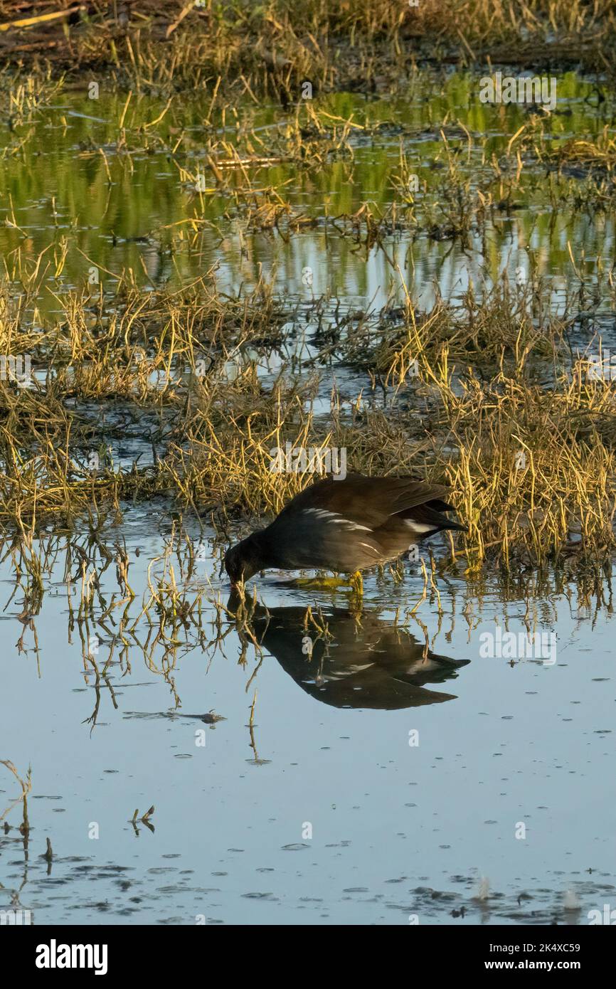A common moorhen foraging for food in shallow water at dawn Stock Photo ...