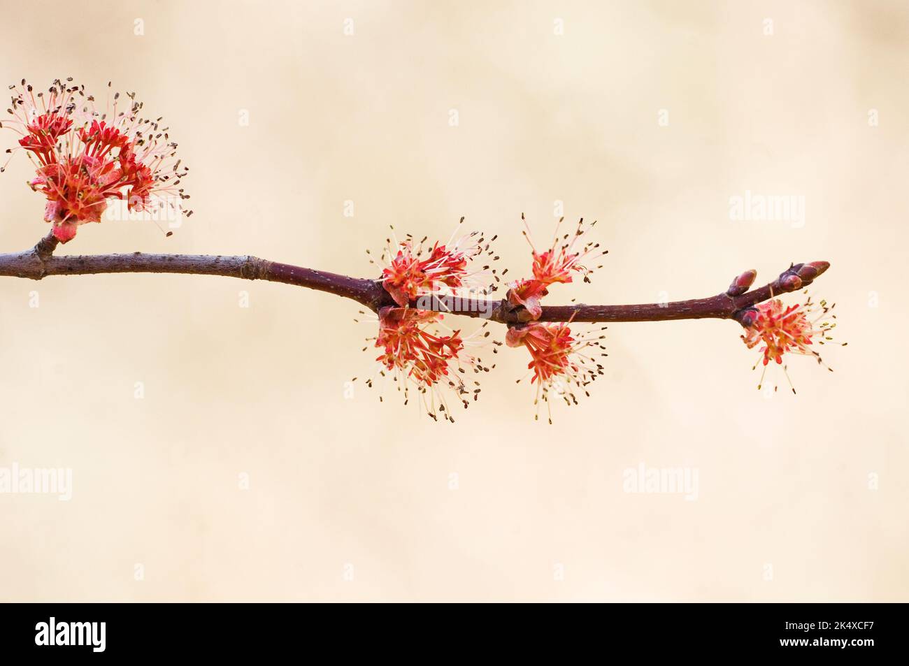 Maple tree blossoms hi-res stock photography and images - Alamy