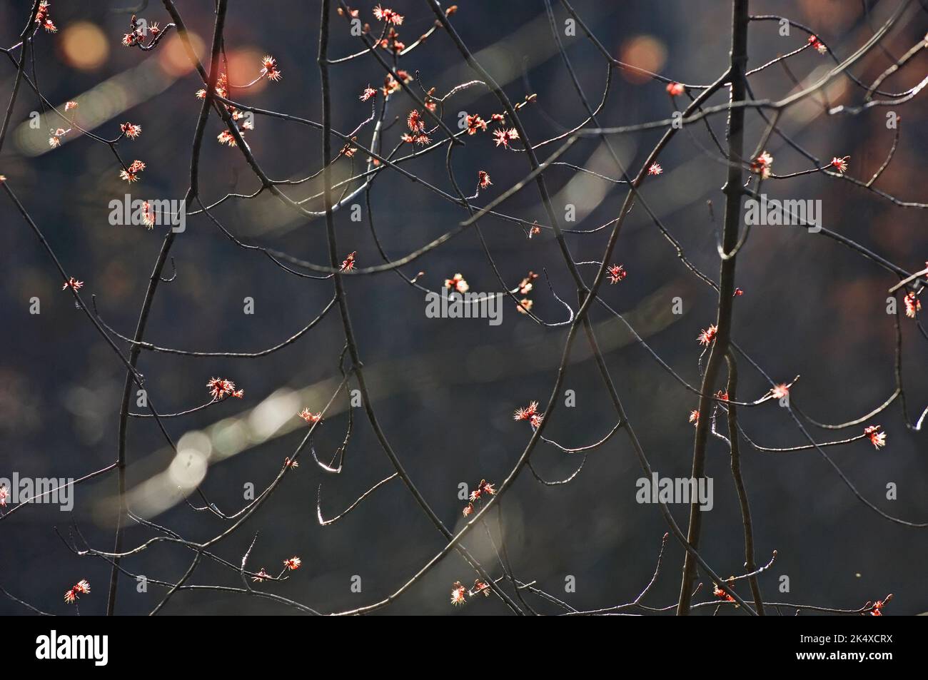 Red Maple blossoms in early spring woodland Stock Photo - Alamy
