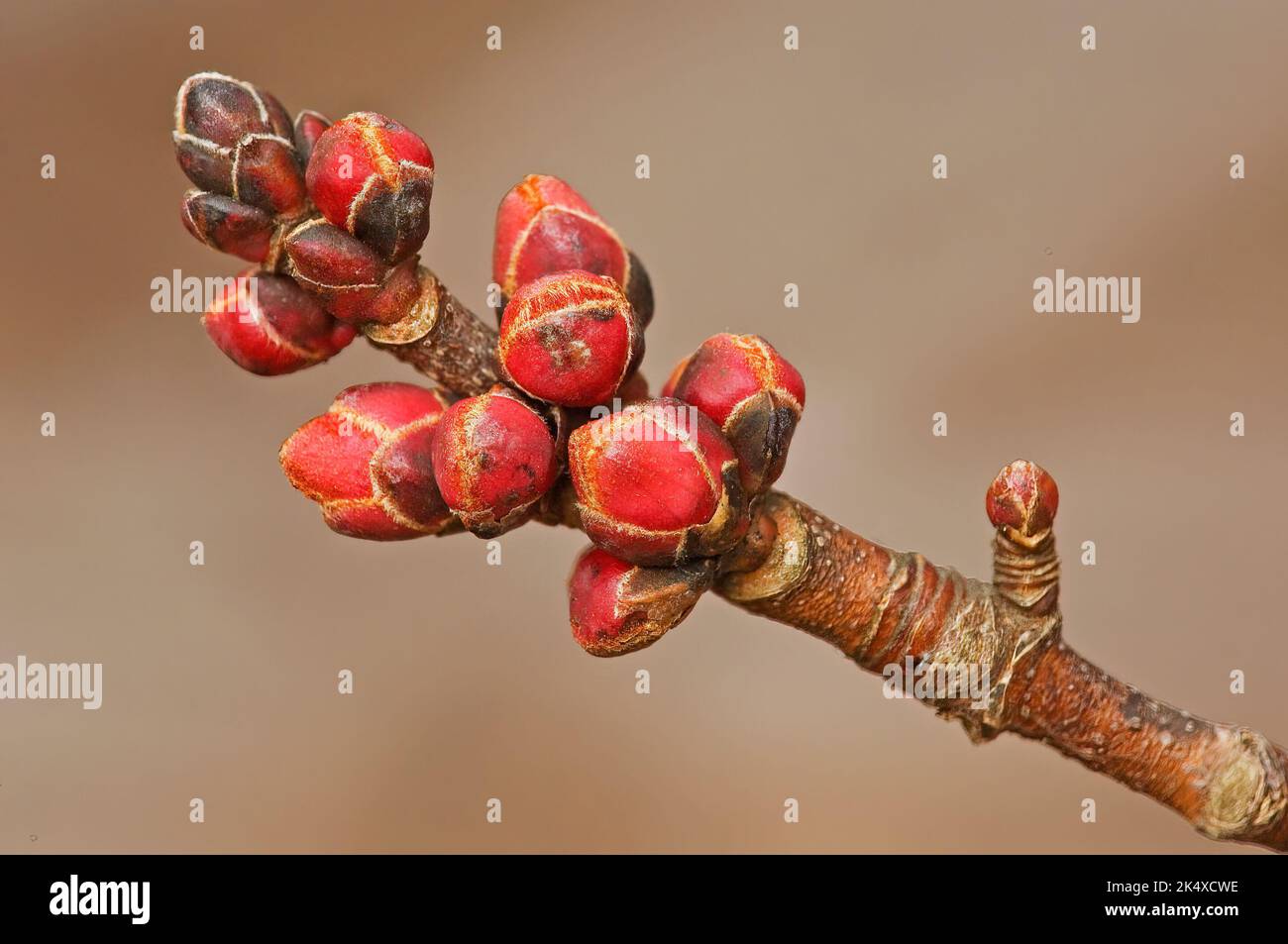 Acer Rubrum Buds