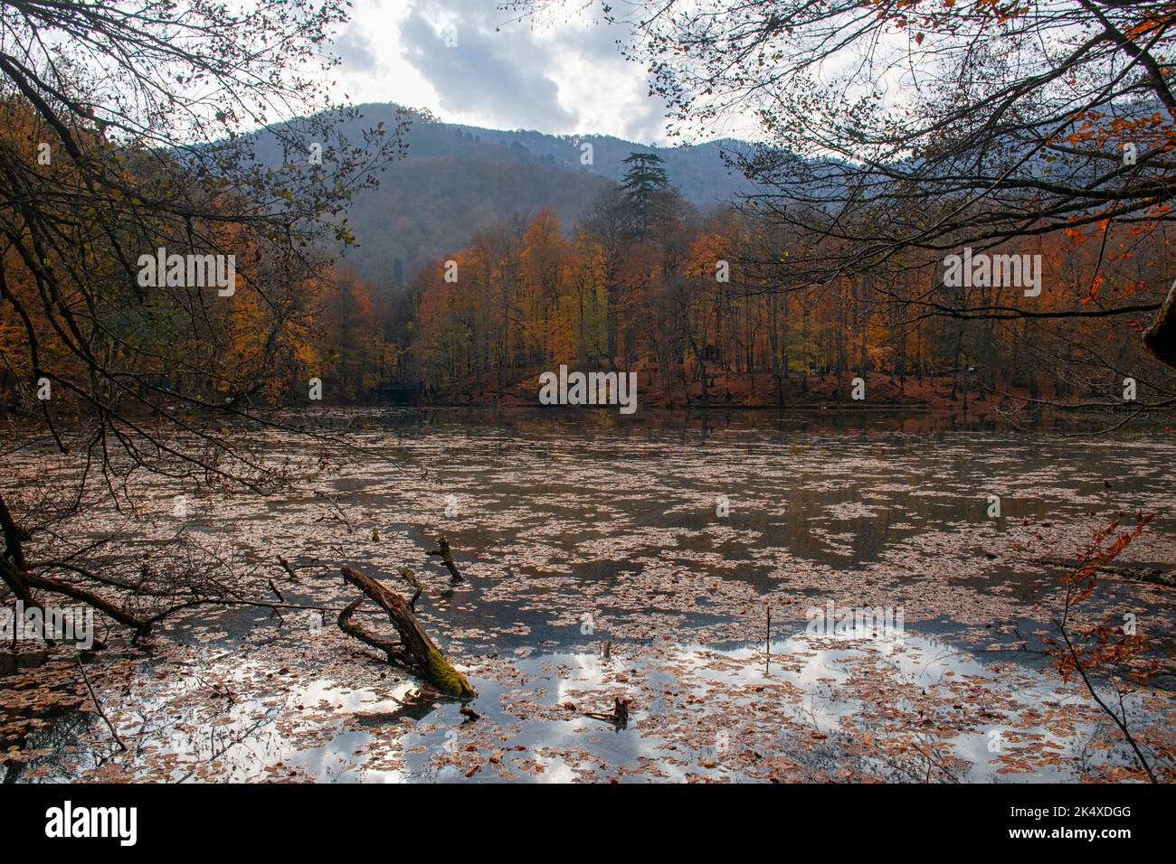 Autumn colors. Colorful fallen leaves in the lake. Magnificent ...