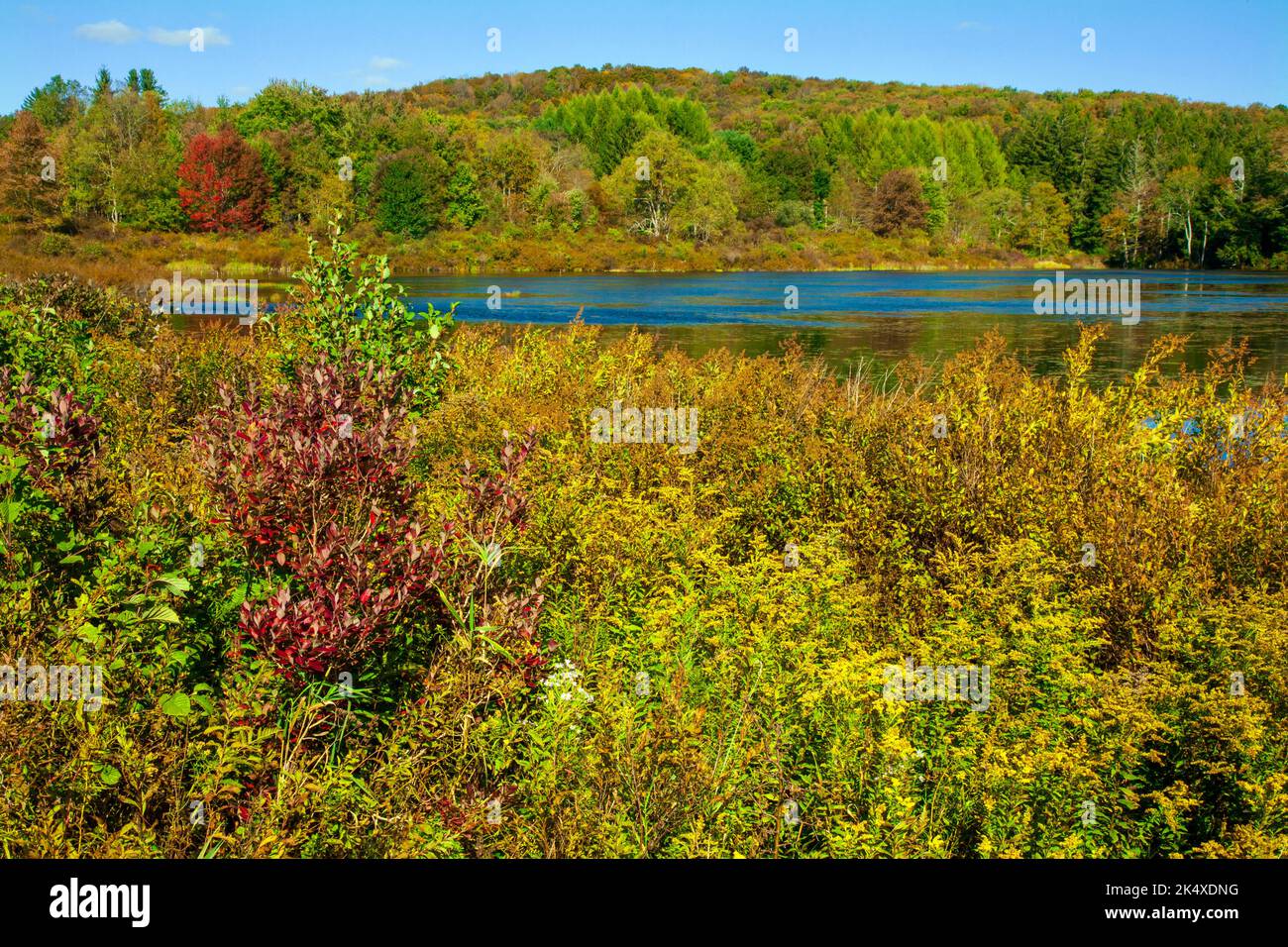 Browning beaver meadow hi-res stock photography and images - Alamy