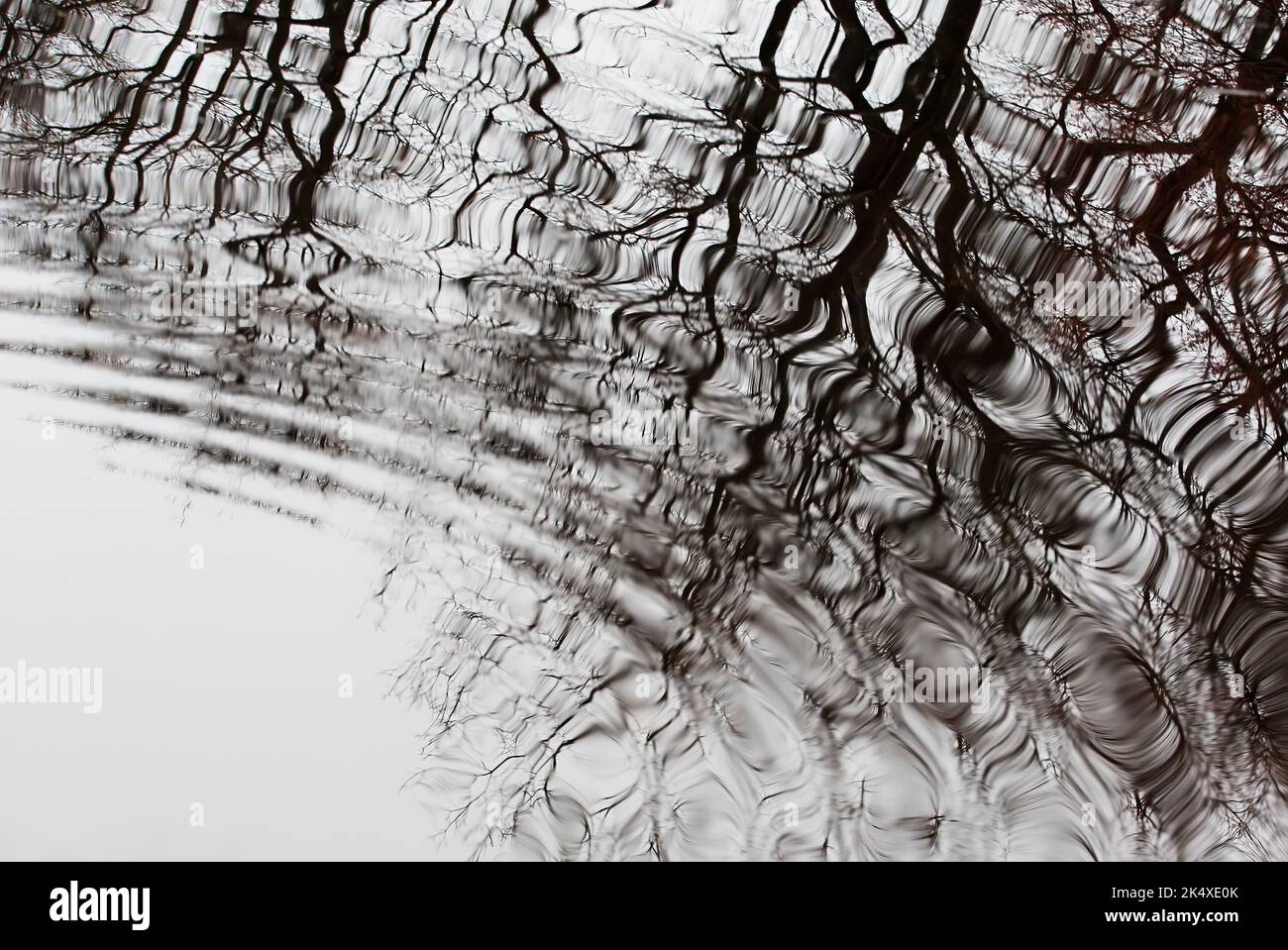 tree reflections in woodland pond Stock Photo - Alamy