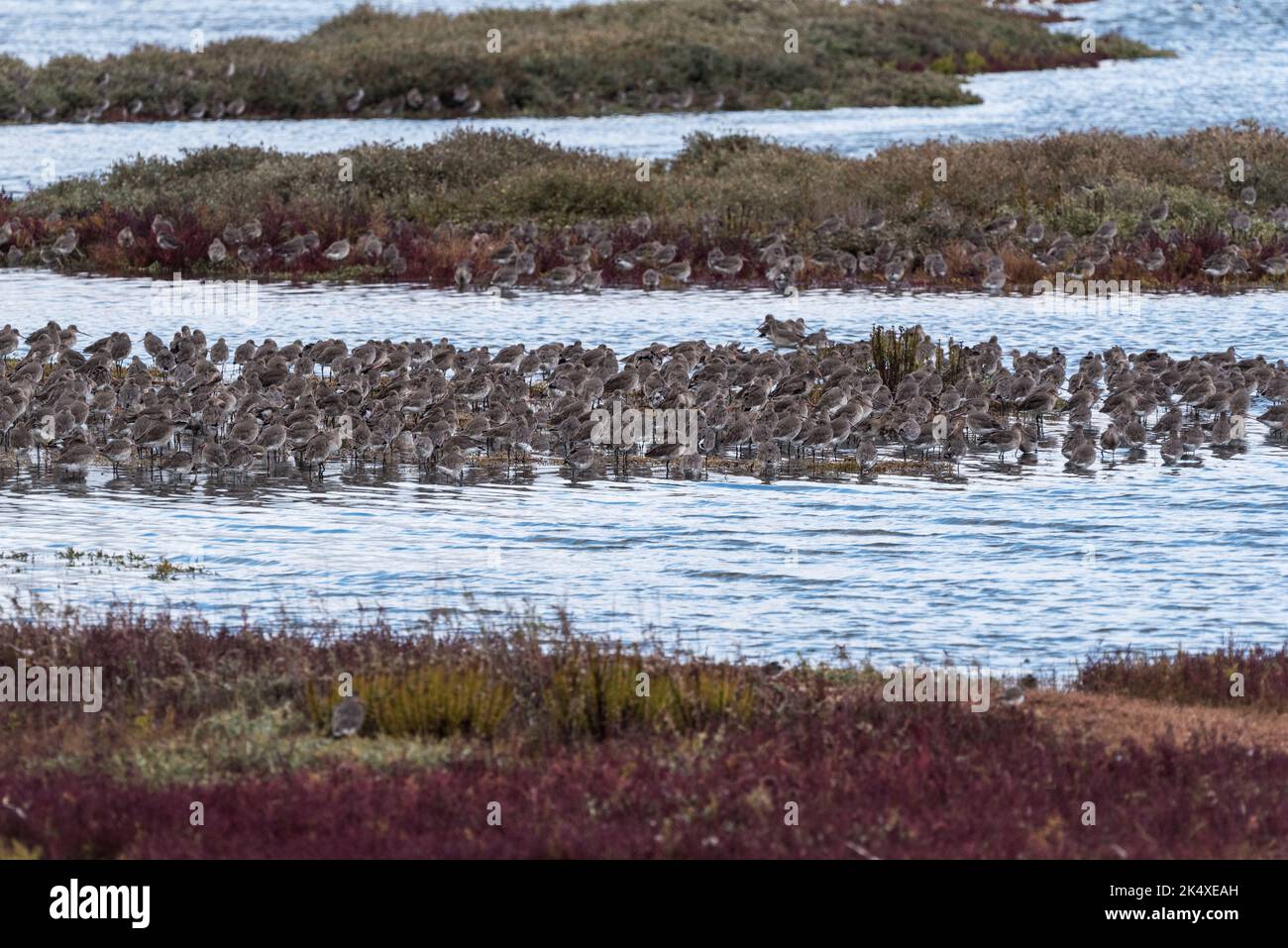 Resting Black-tailed Godwits (Limosa limosa Stock Photo - Alamy