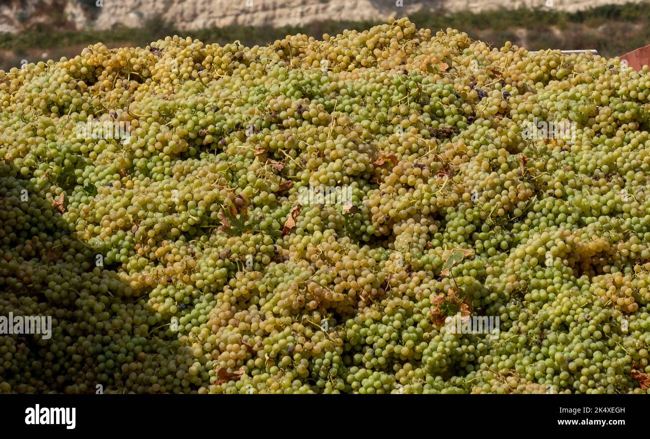 Transporting grapes cyprus hi-res stock photography and images - Alamy