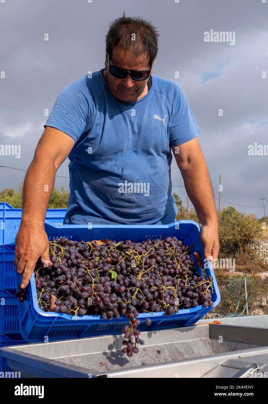 Mavro grapes hi-res stock photography and images - Alamy