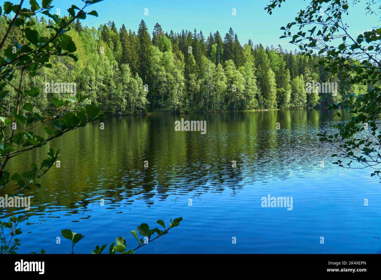 A beautiful view of a reflective lake surrounded by green trees in a ...