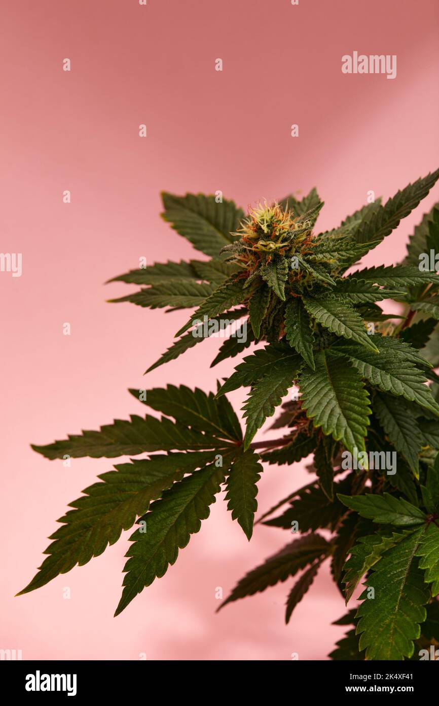 Cannabis bush close up. Tetrahydrocannabinol macro. Medical marijuana ...