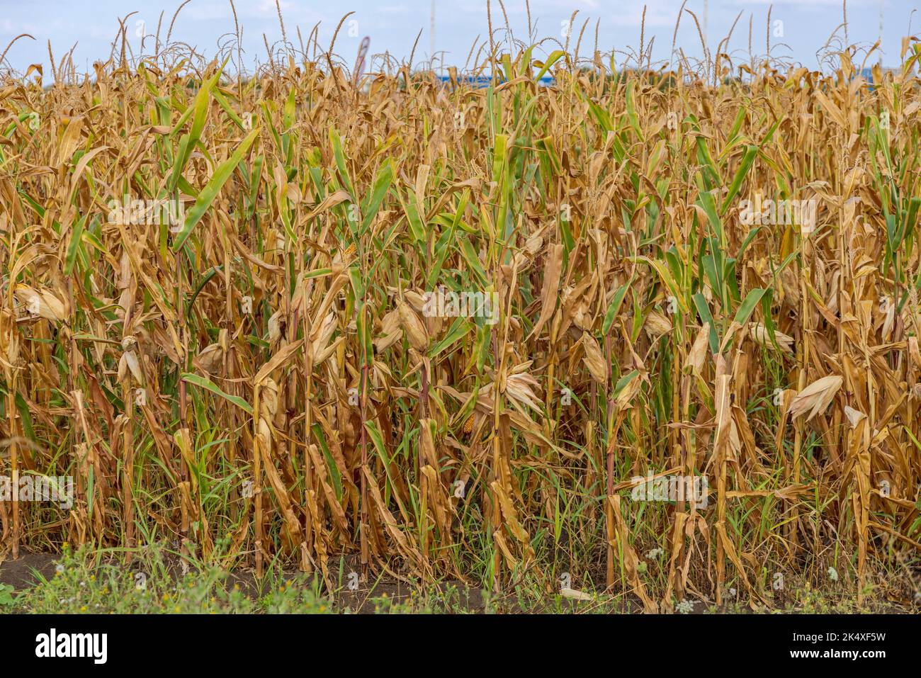 Maize Corn Field Ready for Harvest End of Summer Stock Photo - Alamy