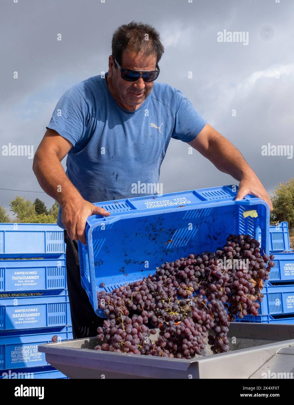 Mavro black grapes hi-res stock photography and images - Alamy