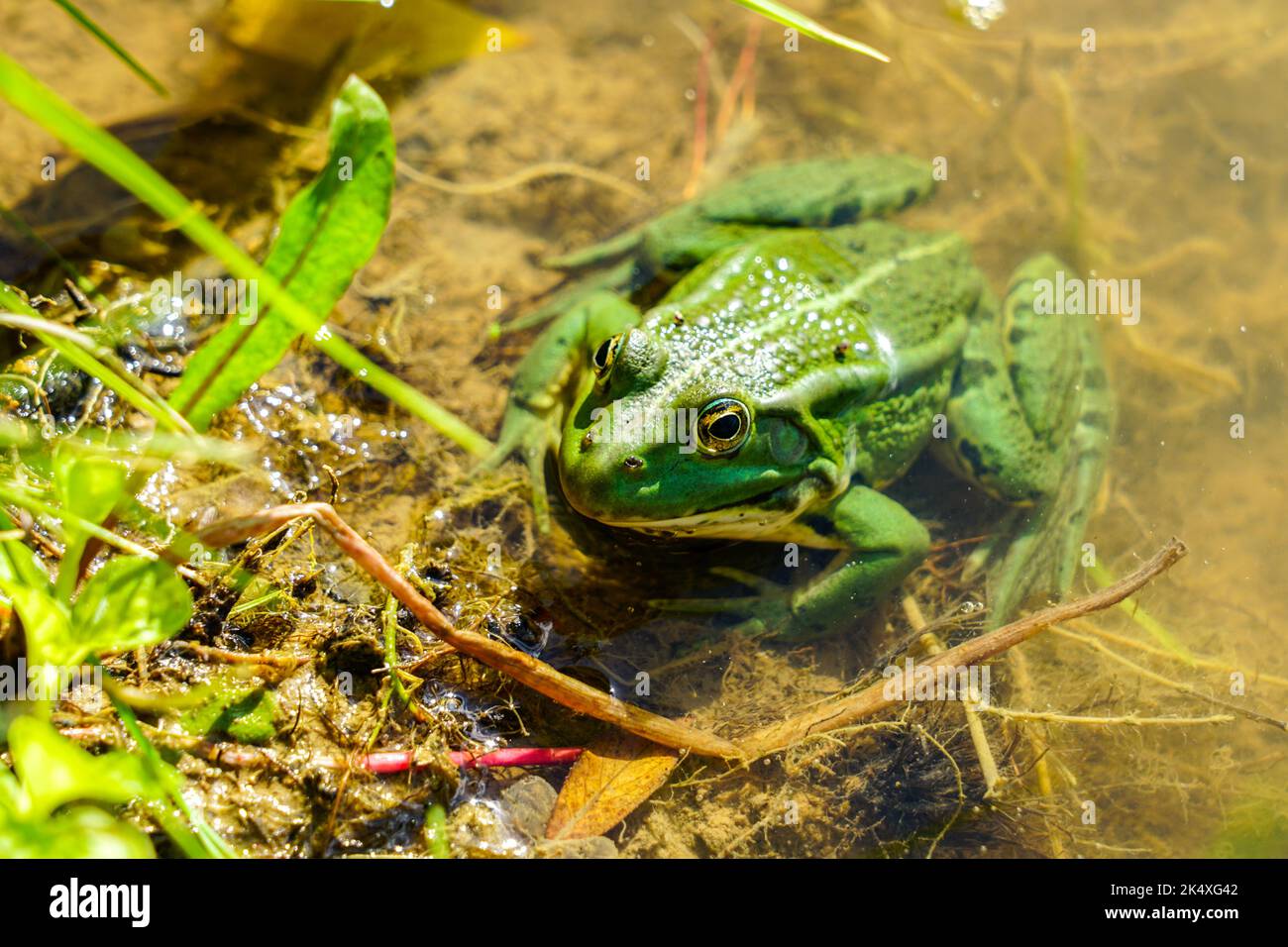 Edible frog or green frog, Rana esculenta, in a natural environment ...
