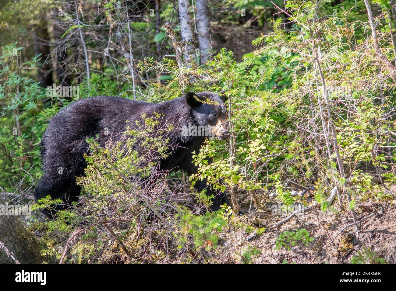 A close-up of a young black bearin the forests around Blue River in ...