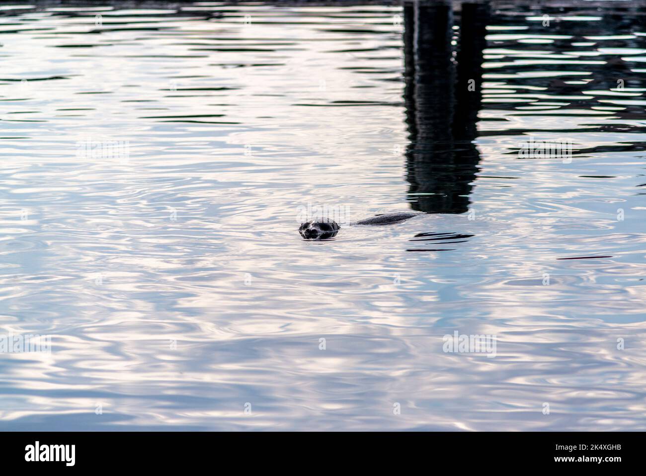 Curious harbour seals in the Macaulay Point Park in Victoria in British ...