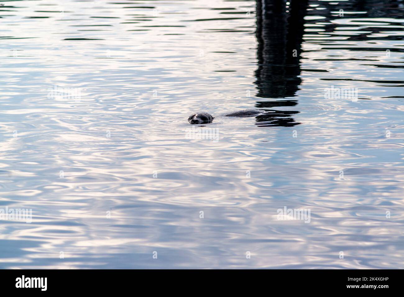 Curious harbour seals in the Macaulay Point Park in Victoria in British ...