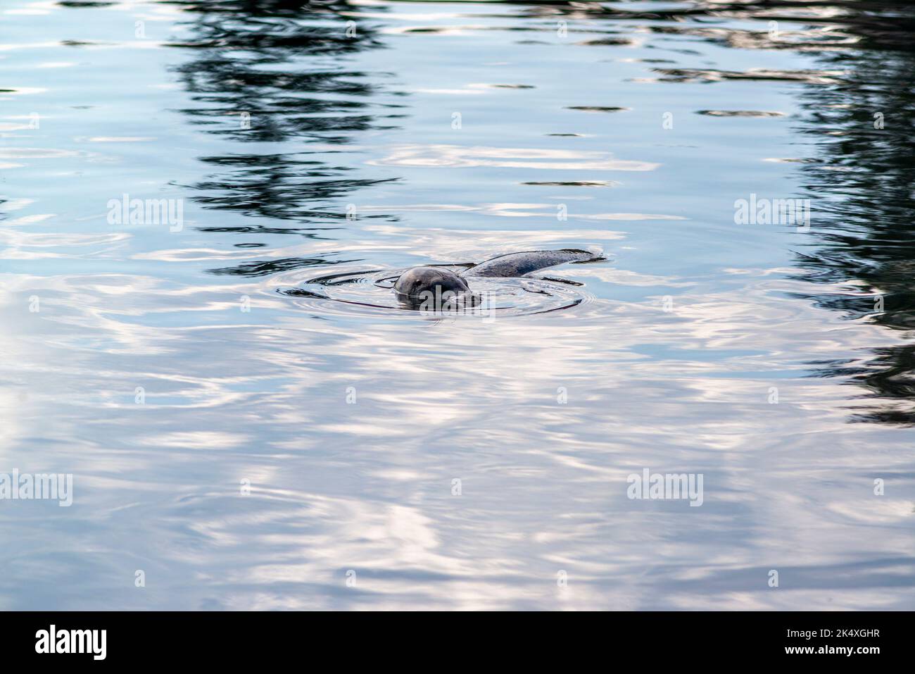 Curious harbour seals in the Macaulay Point Park in Victoria in British ...