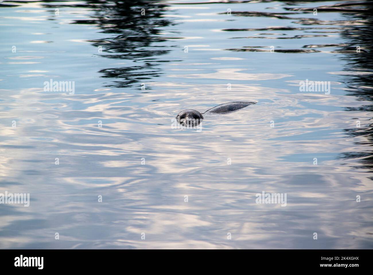 Curious harbour seals in the Macaulay Point Park in Victoria in British ...
