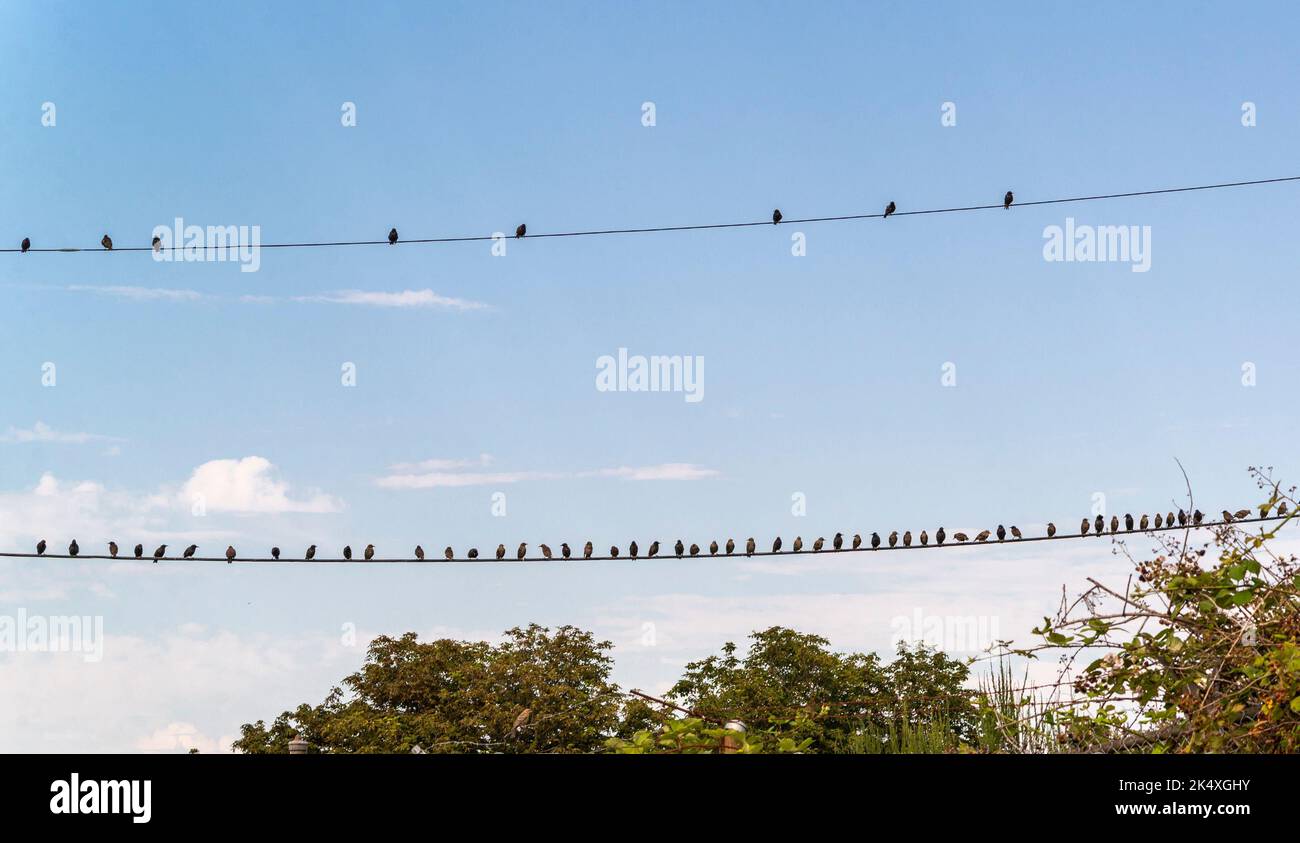 Sparrow perched on power line hi-res stock photography and images - Alamy