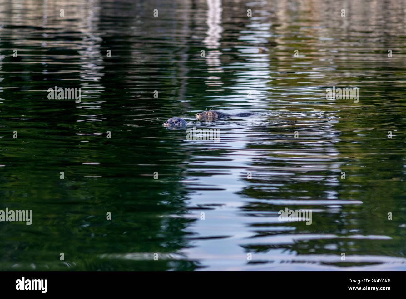 Curious harbour seals in the Macaulay Point Park in Victoria in British ...