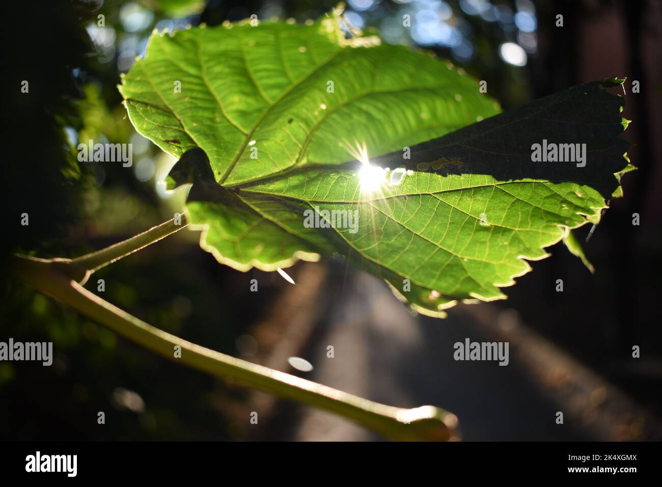 Green leave with sun rays coming through Stock Photo - Alamy