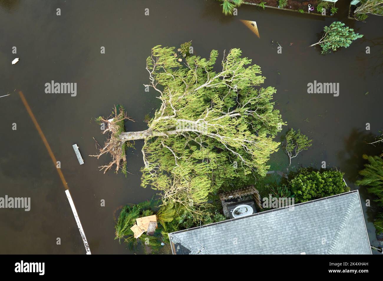 Hurricane Ian flooded house and fallen tree in Florida residential area ...