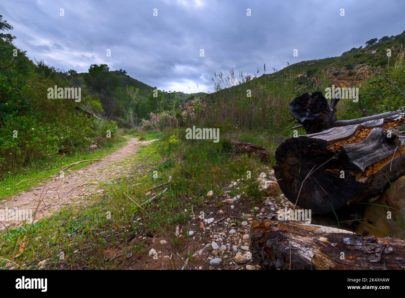 Big old tree trunk is laying on a road. Green Spanish nature landscape ...