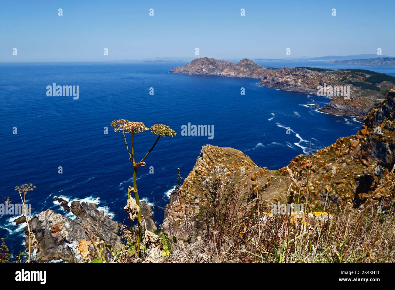 Plant in Apiaceae family (cow parsley?) and view looking north from the ...