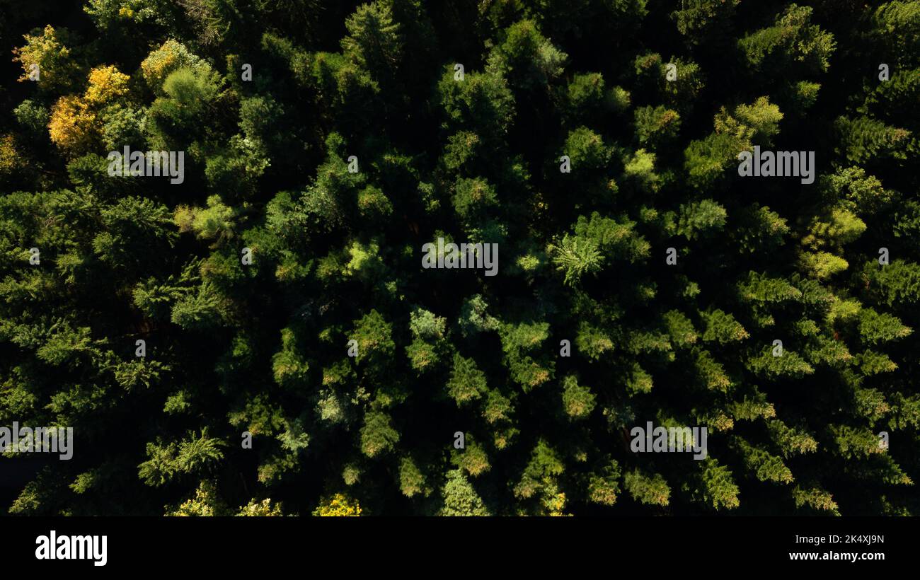 Top down shot from a drone looking down at a pine tree forest somewhere ...
