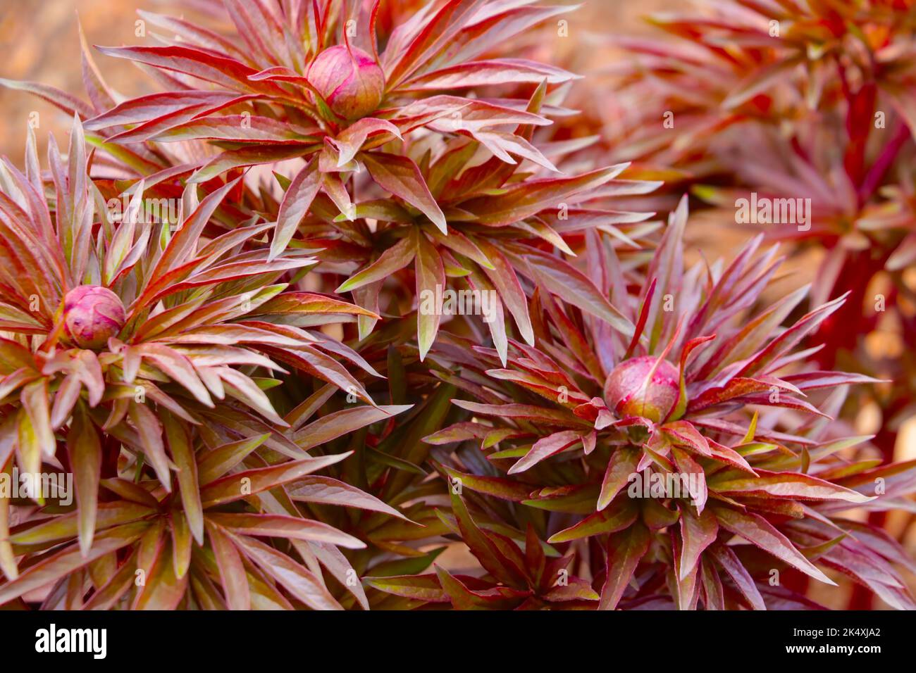 Andromedas hi-res stock photography and images - Alamy