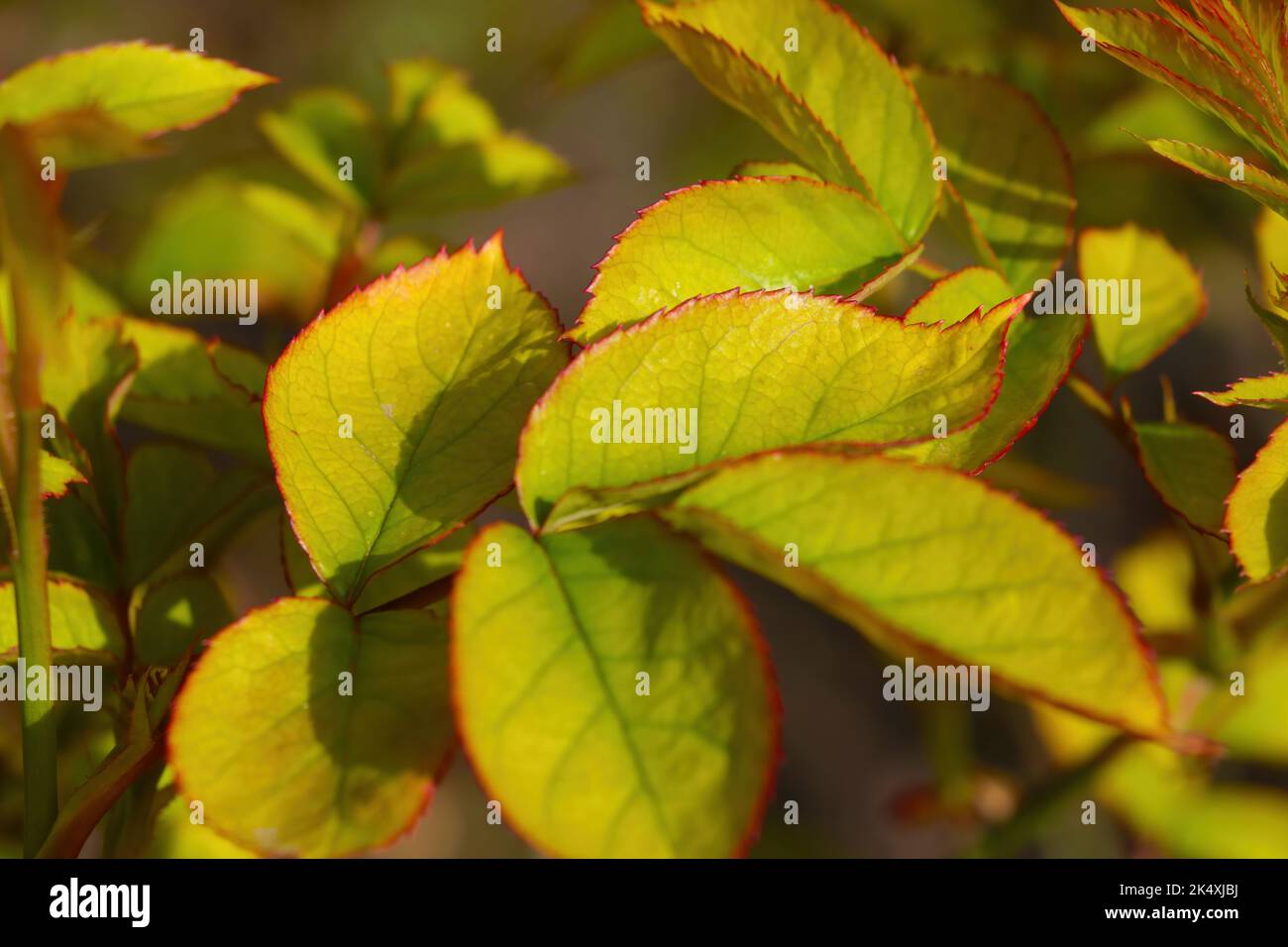 A close-up shot of yellow leaves with red edges Stock Photo - Alamy