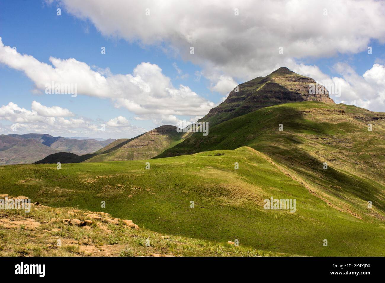 Ribbok kop hi-res stock photography and images - Alamy