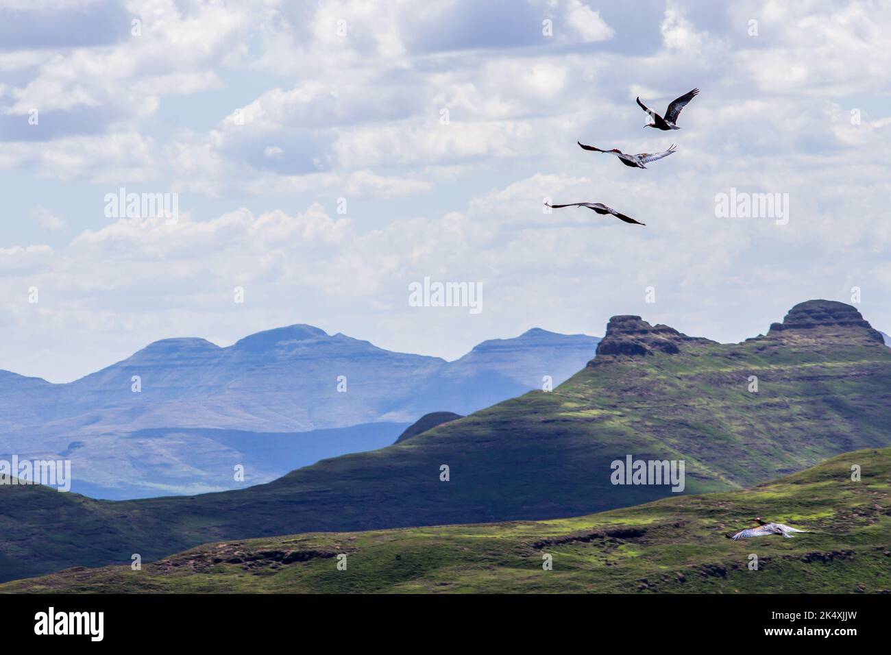 A small flock of southern Bald Ibises, Geronticus calvus, flying over ...