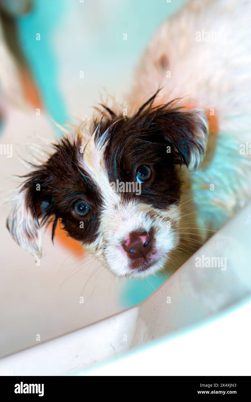 Puppy getting bath hi-res stock photography and images - Alamy