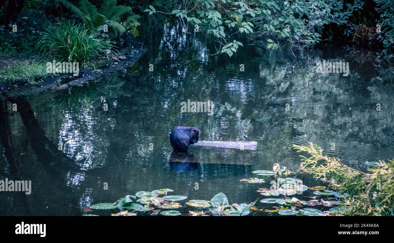 beaver is cleaning himself in the water lily pond in the Japanese ...