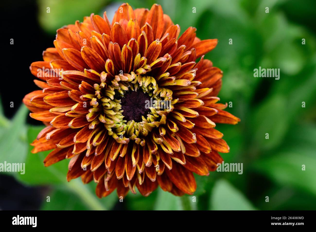 Rudbeckia cherokee sunset hi-res stock photography and images - Alamy