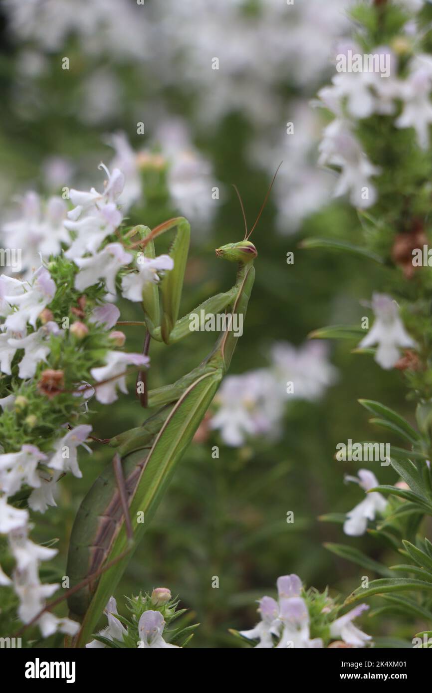 Summer meadow insect Mantodea in nature Stock Photo - Alamy
