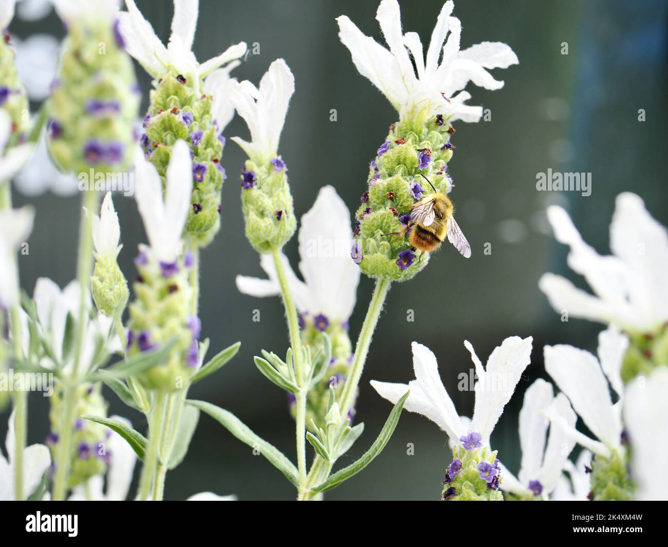 White Lavender in the backyard Stock Photo - Alamy