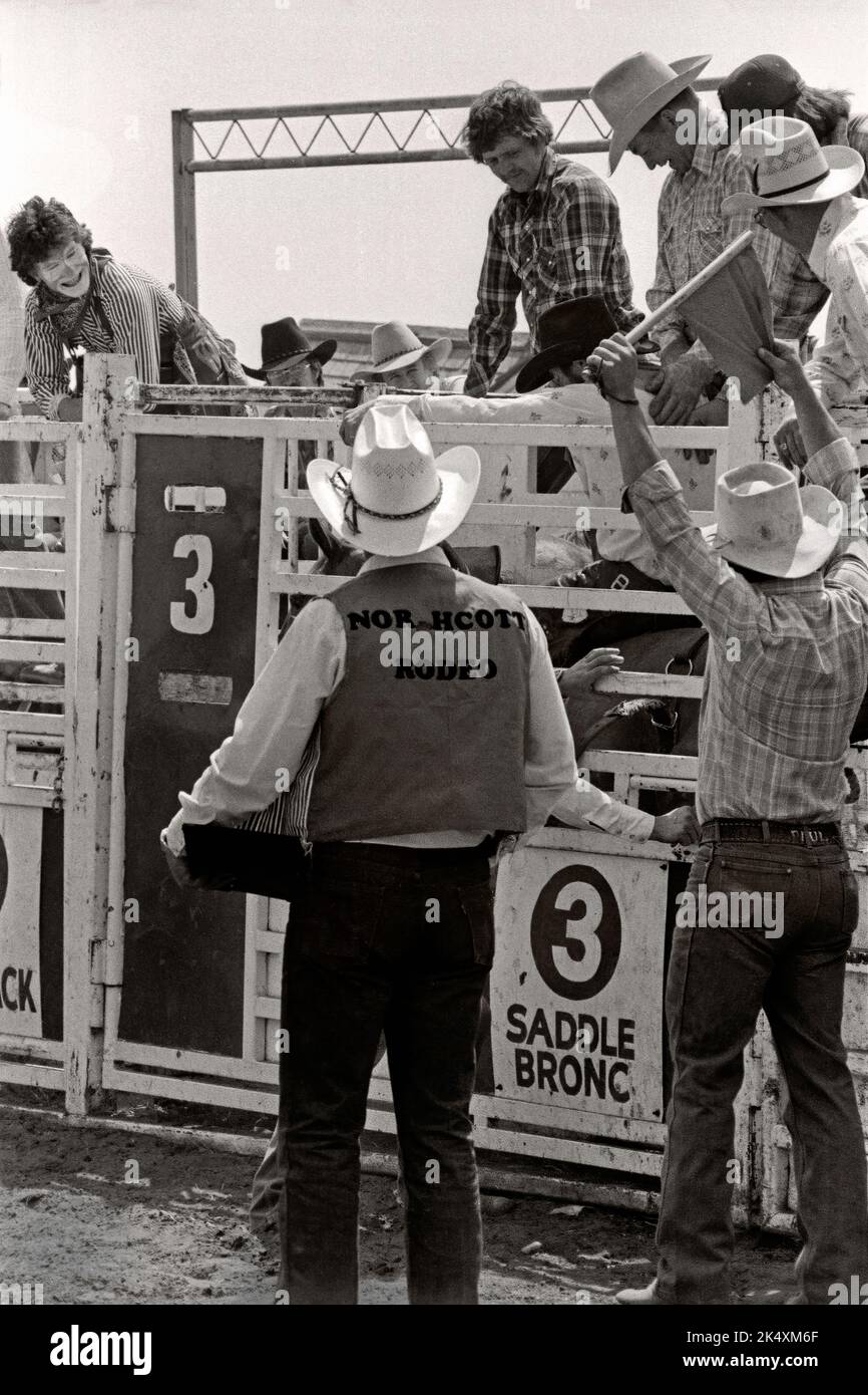 Cowboys getting ready to open the chute at the Rockyford Rodeo, circa ...