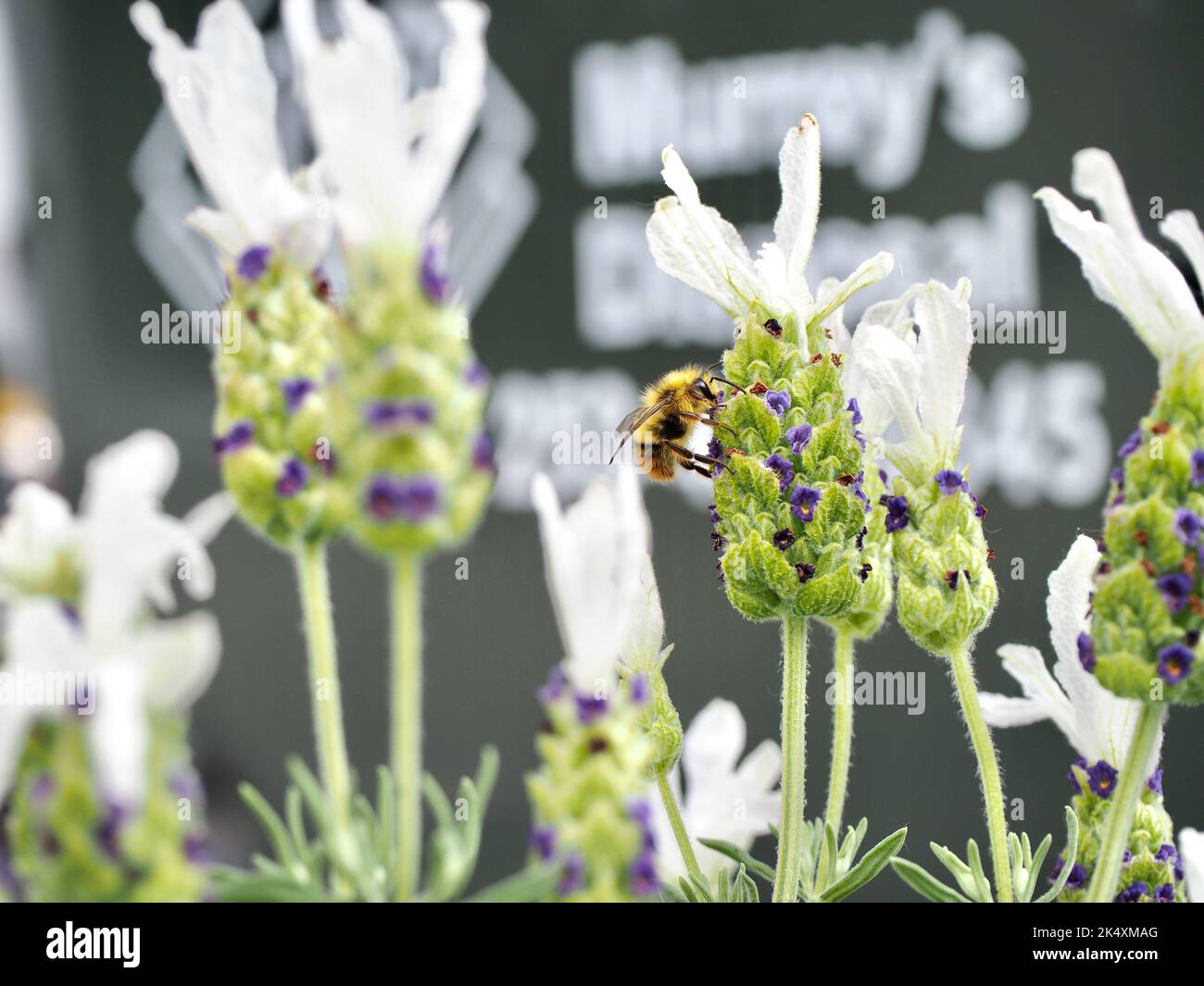 White Lavender in the backyard Stock Photo - Alamy