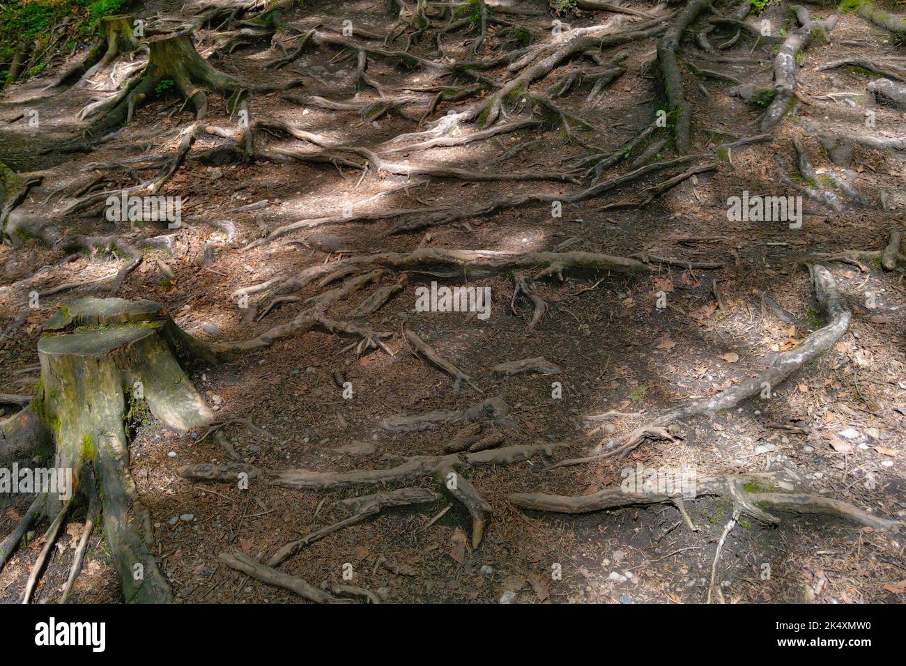 Large tree roots stick out of the ground in the forest Stock Photo - Alamy