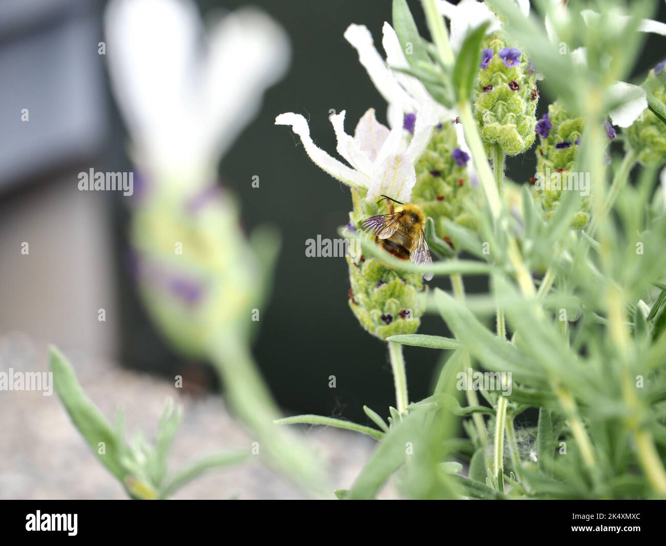 White flowers photo hi-res stock photography and images - Alamy