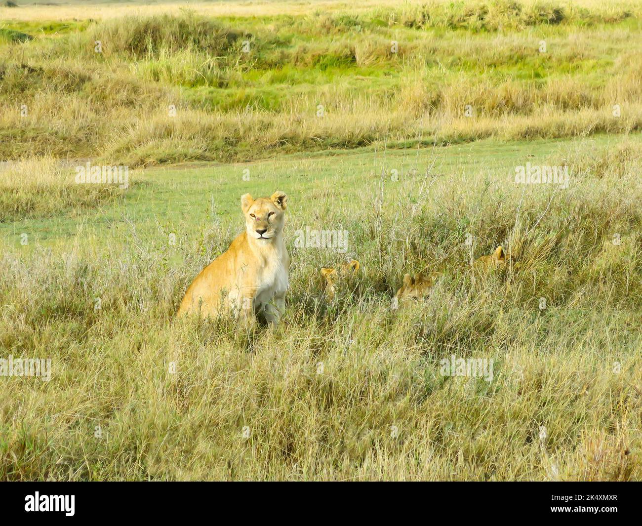Lion cubs part pride hi-res stock photography and images - Alamy