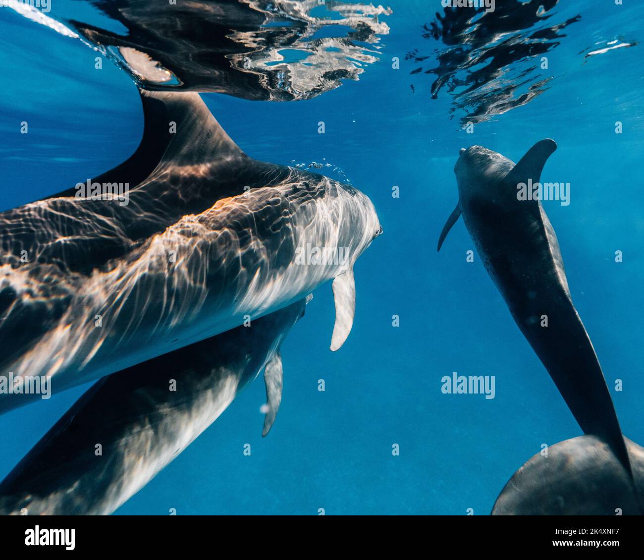 Cute Atlantic spotted dolphins swimming in the blue ocean in the ...