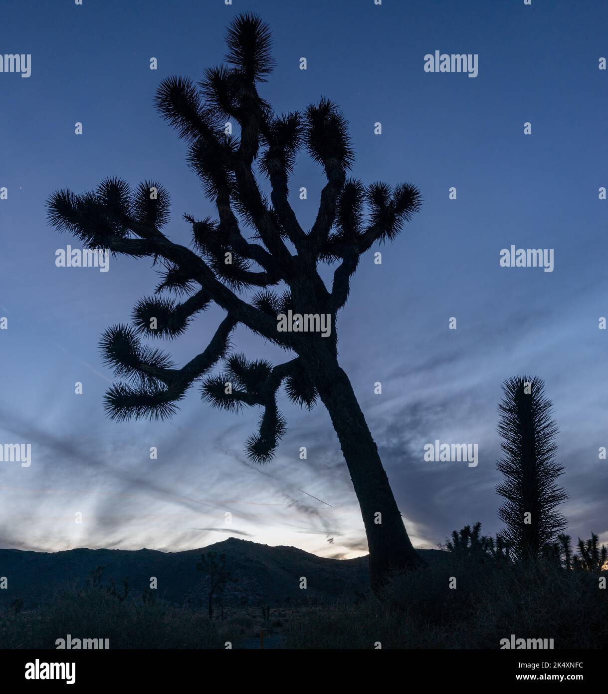 A silhouette of a Joshua or yucca tree against a cloudy sky at Joshua ...