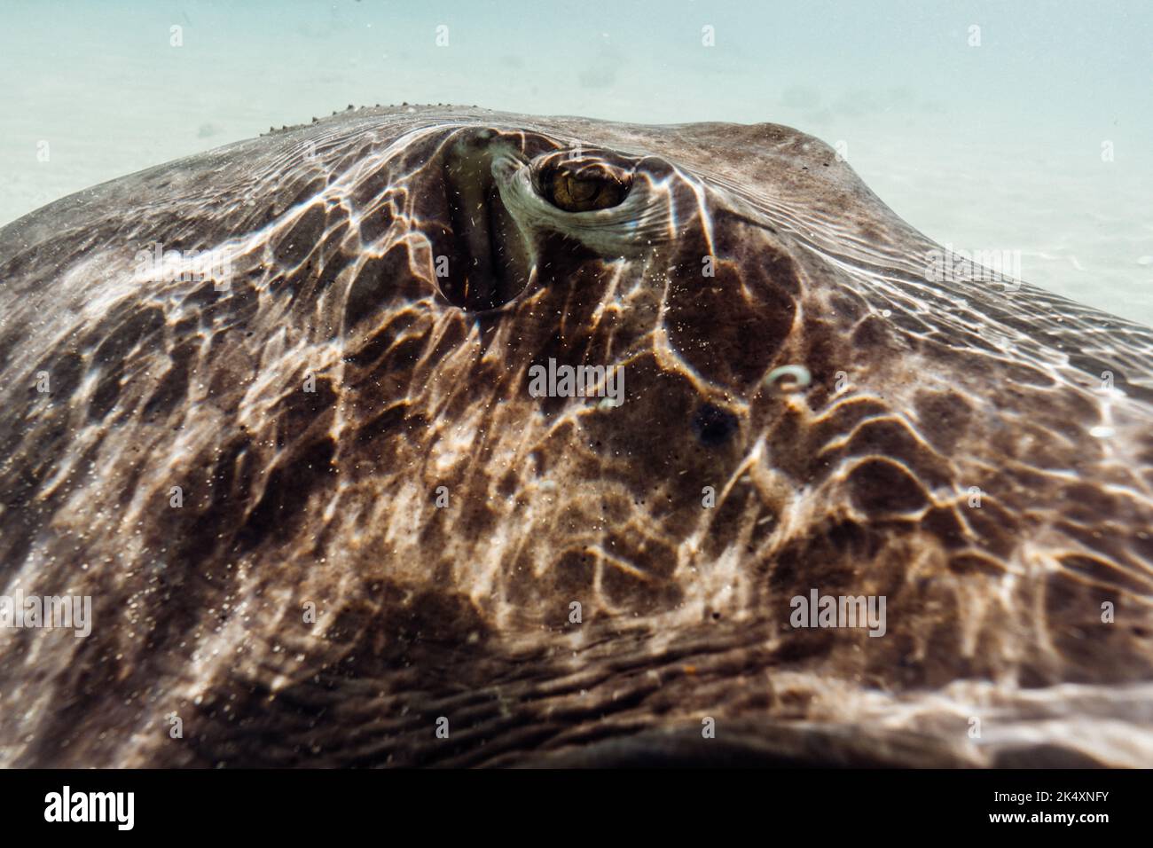A closeup of the eye of a Stingray swimming in the ocean Stock Photo ...