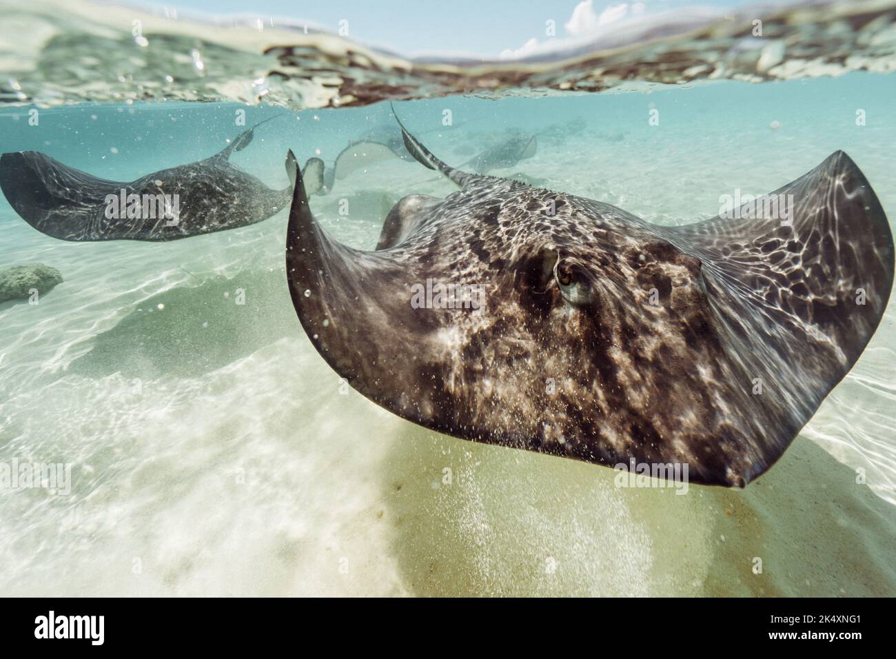 A closeup of two Stingrays swimming in the ocean in the Bahamas Stock ...