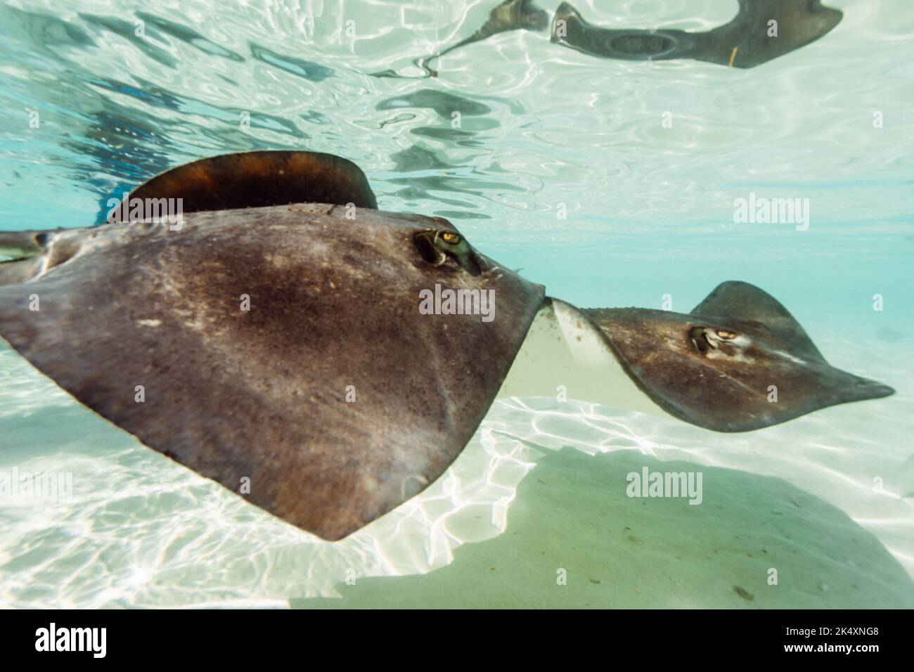 Stingrays bahamas hi-res stock photography and images - Alamy