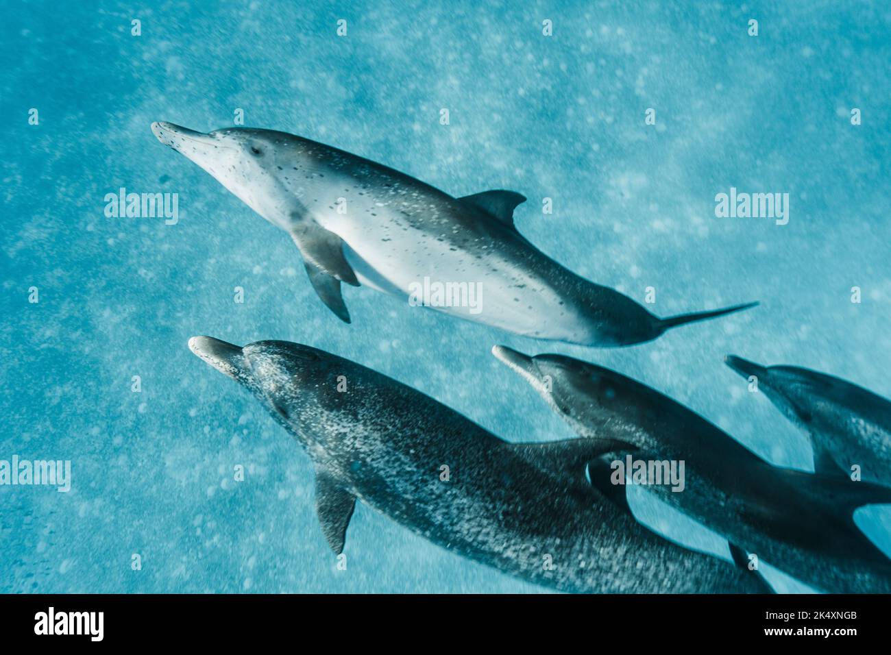 Cute Atlantic spotted dolphins swimming in the blue ocean in the ...