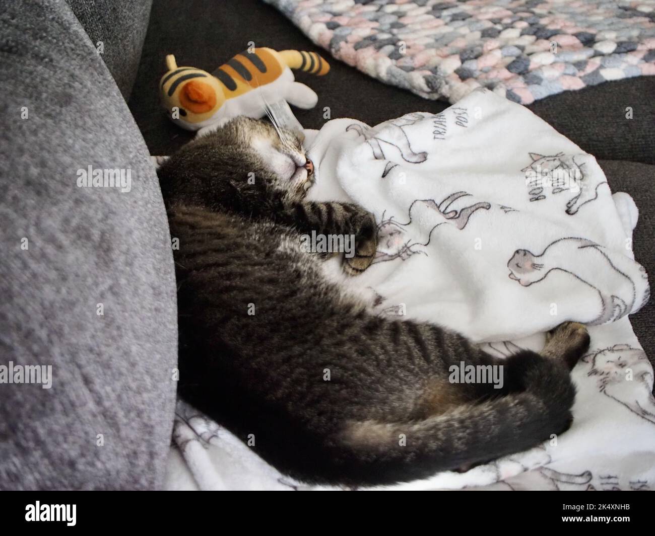 Morphy the tabby hi-res stock photography and images - Alamy
