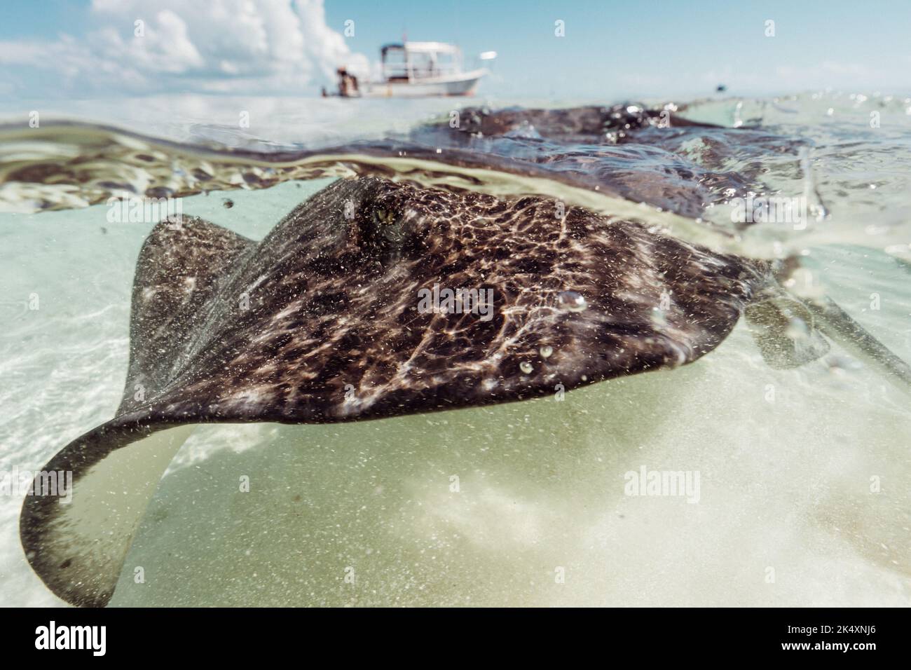 A closeup of a Stingray swimming in the ocean in the Bahamas Stock ...